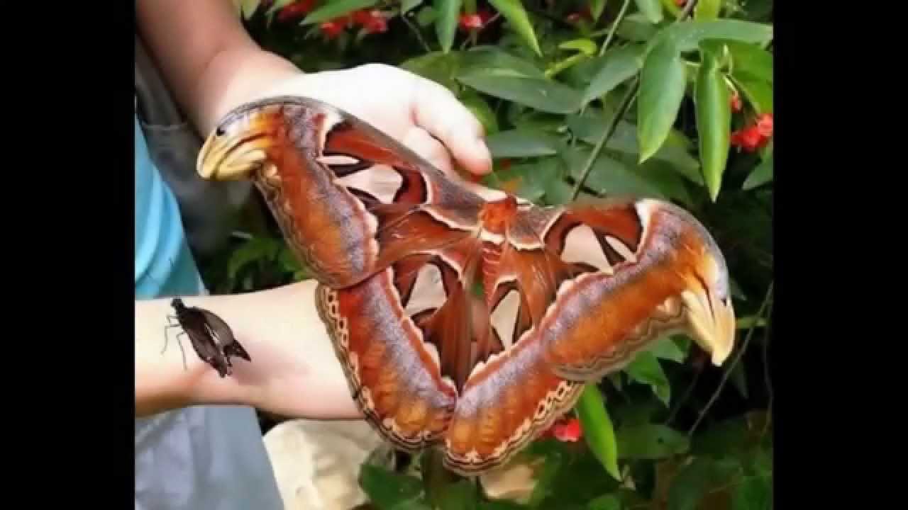 BIGGEST ANIMALS! Crazy Overgrown Animals - Amazing - YouTube