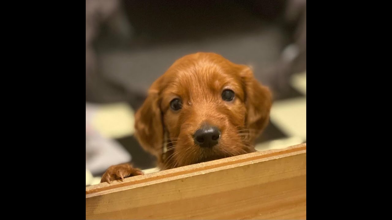 Vi følger Flyn del 2 - YouTube