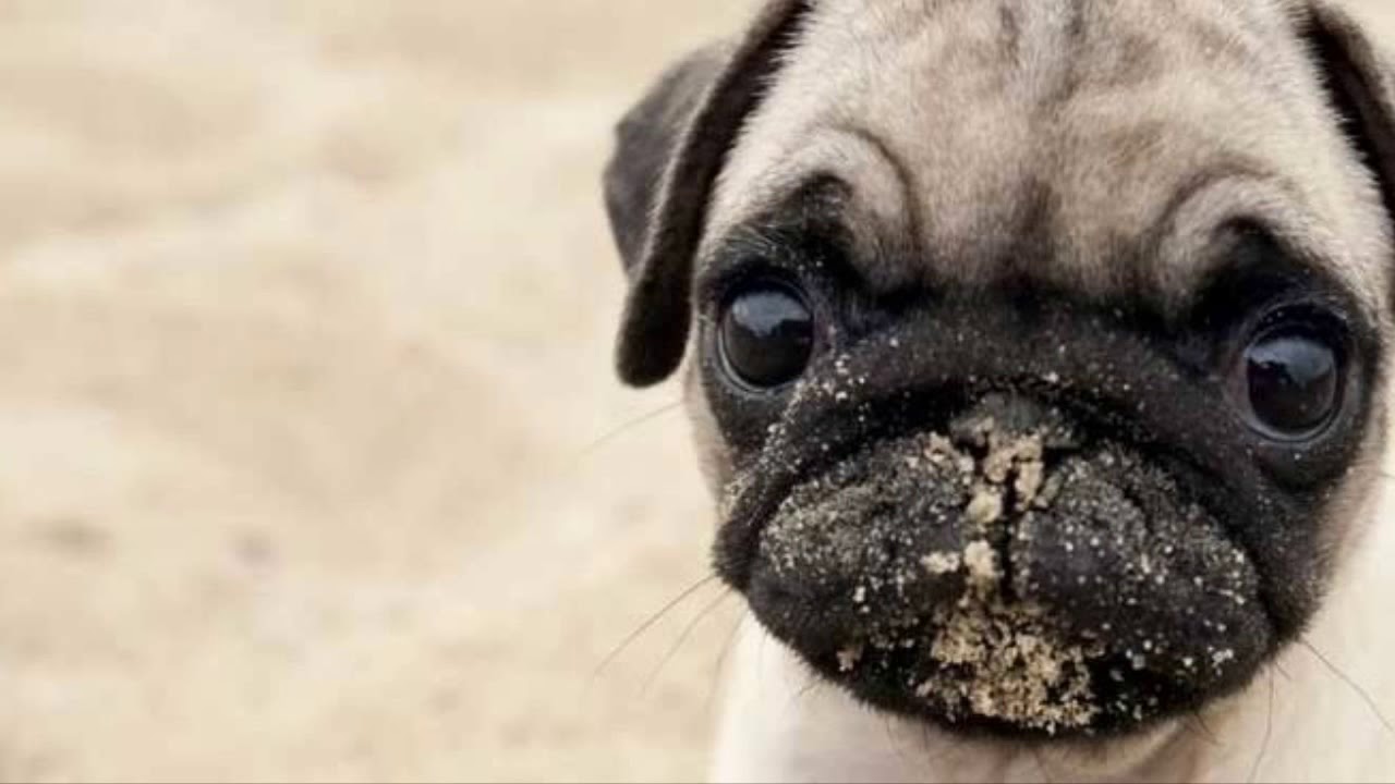 PUG - YouTube