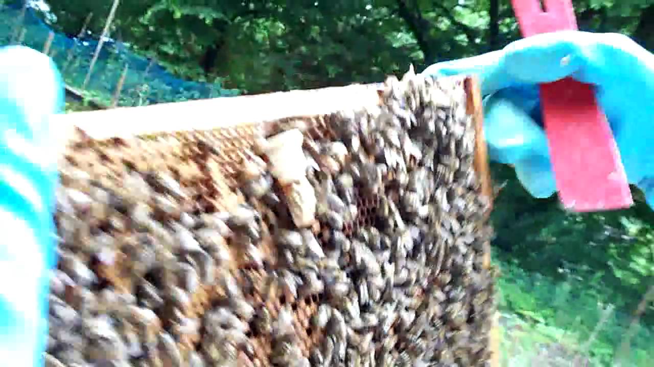 Bleta, formimi i ames se re ne bleten njijaveshe, bees, biene, Bajgora ...