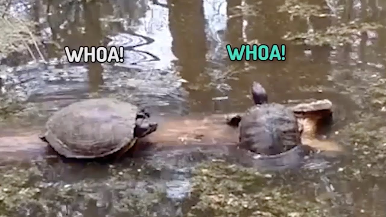 Turtles on a Log - "Get off you plonker!" 😂😂😂 - YouTube