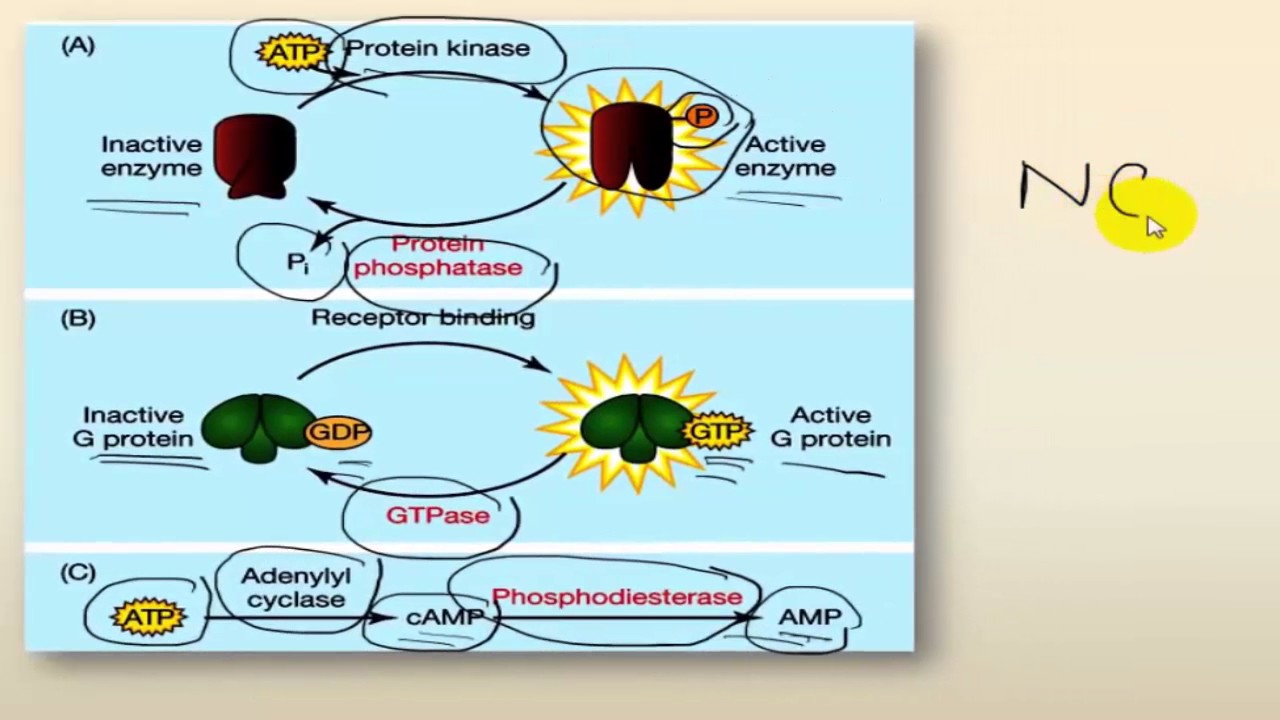 Cell signalling_signal response_deactivation - YouTube
