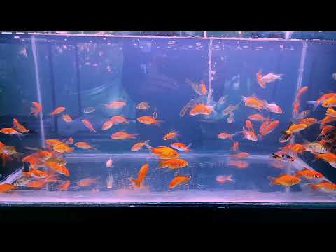 fish tank | gold fish | aquarium | whatsapp status
