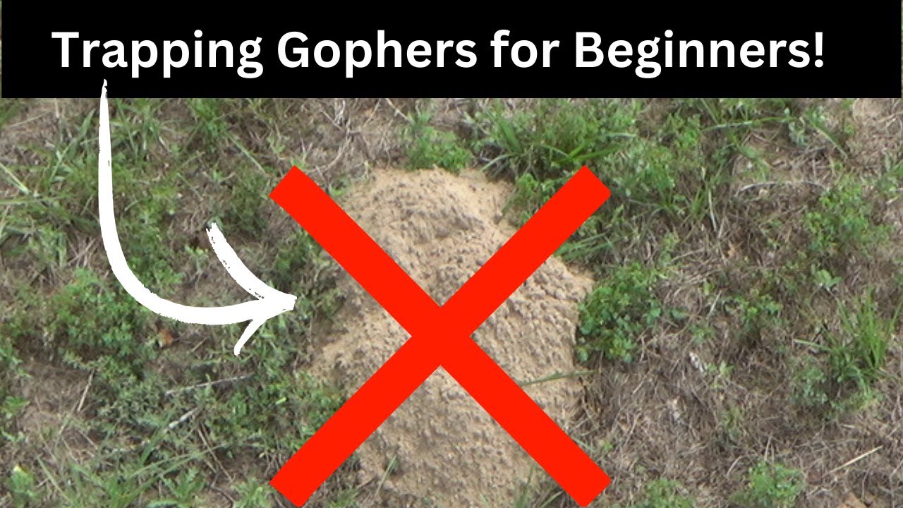 How To Use the Gopher Hawk Trap Successfully! (2 Minute Tutorial) - YouTube