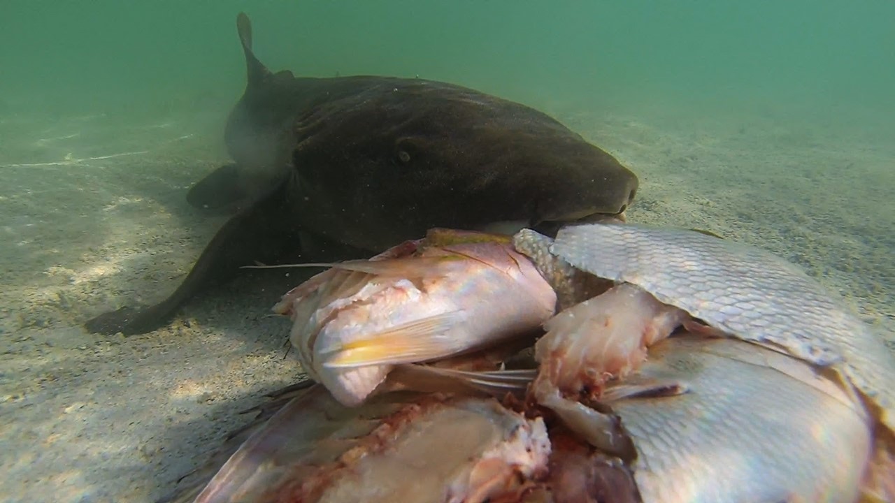 Back Country Shark Chumming - Cleaning Out The Freezer - YouTube