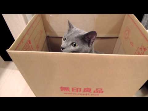 無印良猫 (MUJI.CAT) - YouTube