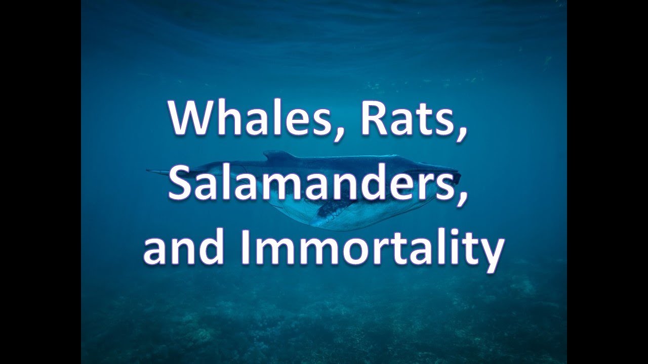 Whales, Rats, Salamanders, and Immortality - YouTube