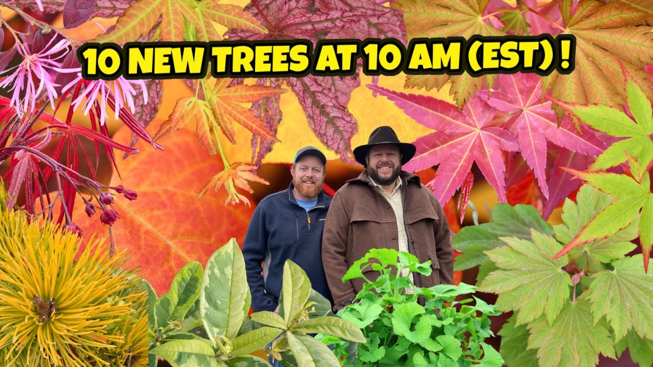 The 10 New Trees at 10AM (EST) | Japanese Maples Are The Best Tree Ever ...