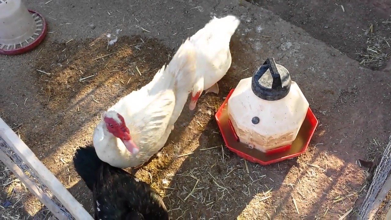 Broody Muscovy Duck Running Off and Chasing Another Muscovy Duck To ...