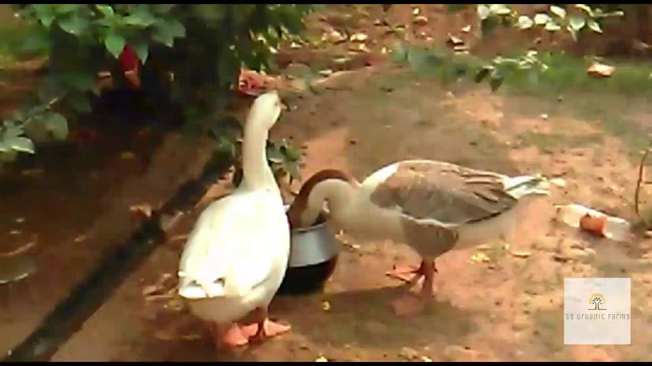 ఖజానా బాతులు/ Khazana bathulu / Ducks at our farm...🦆 - YouTube