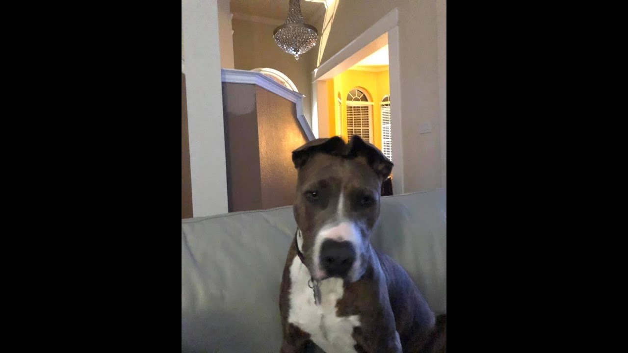 CRAZY Doberman puppy dog unclipped ears hyperactive wild boy loved ...