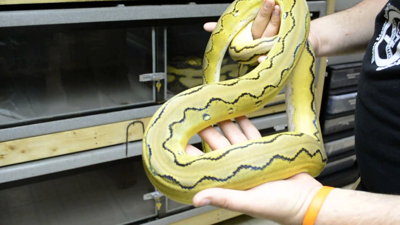 Platinum Super Sunfire Retic Update - YouTube
