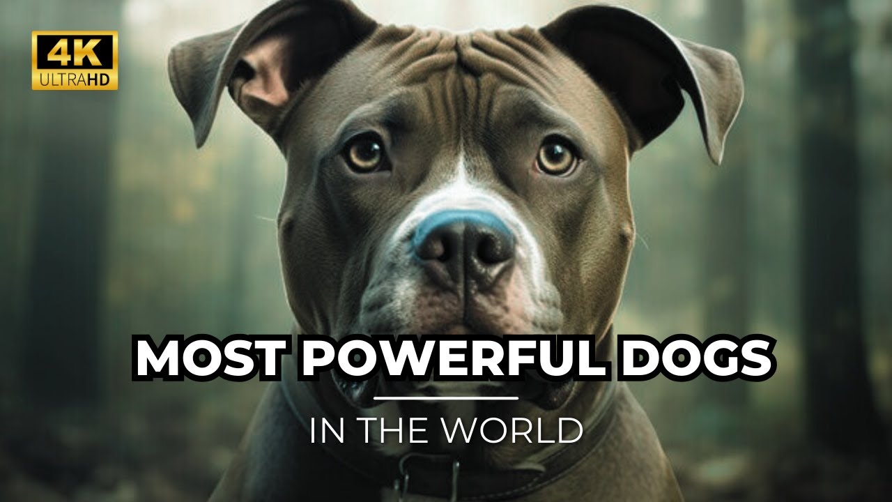Top 10 Most Powerful Dogs in the World in 2024 - YouTube