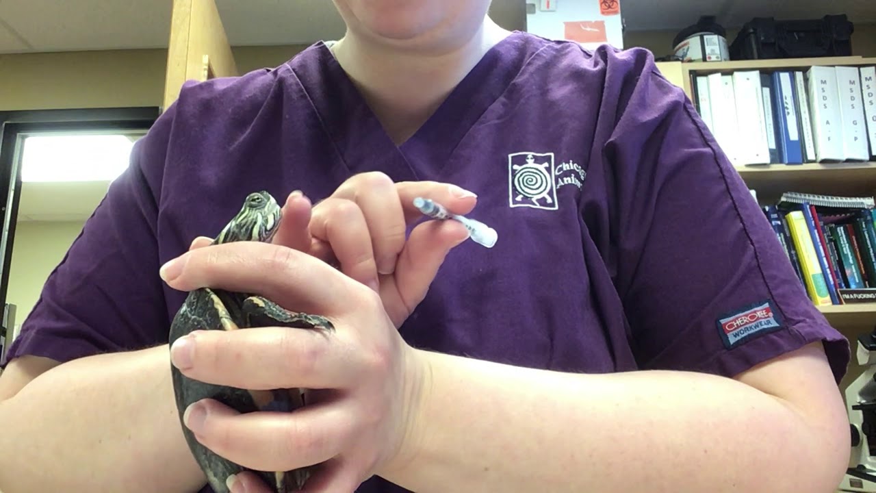 How to give your turtle oral medication - YouTube