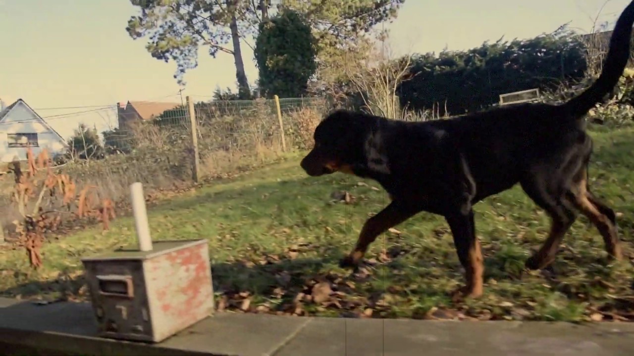 Axel Rottweiler the family protection dogs - YouTube