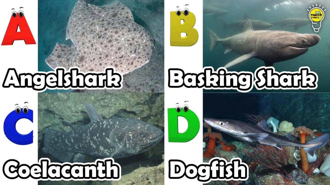 ABC phonics animals | ABC Sea Animals song | English and Animals for ...