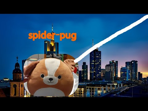 Spider pug - YouTube