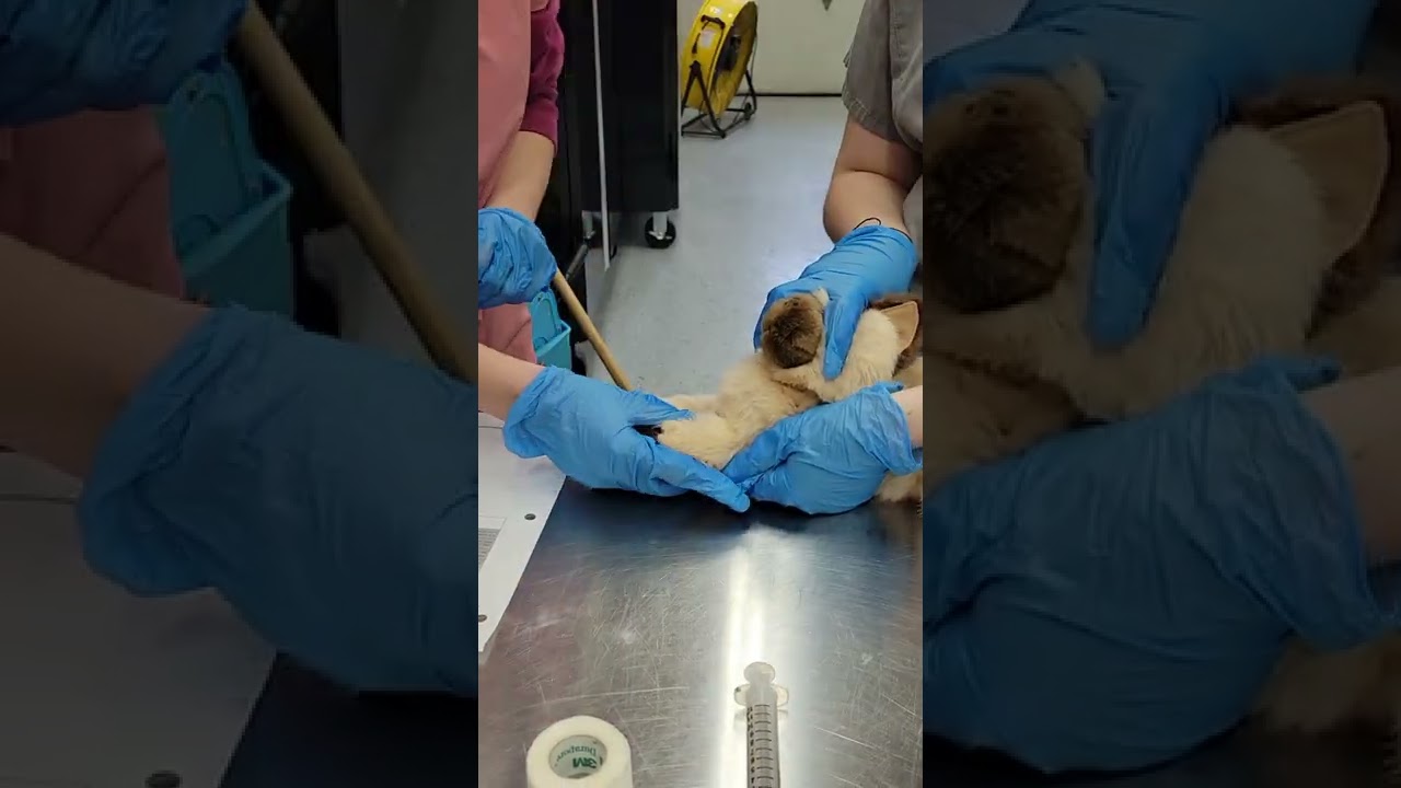 Cephalic IV Catheter Placement - YouTube