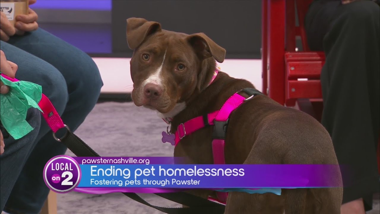 Ending pet homelessness by fostering - YouTube