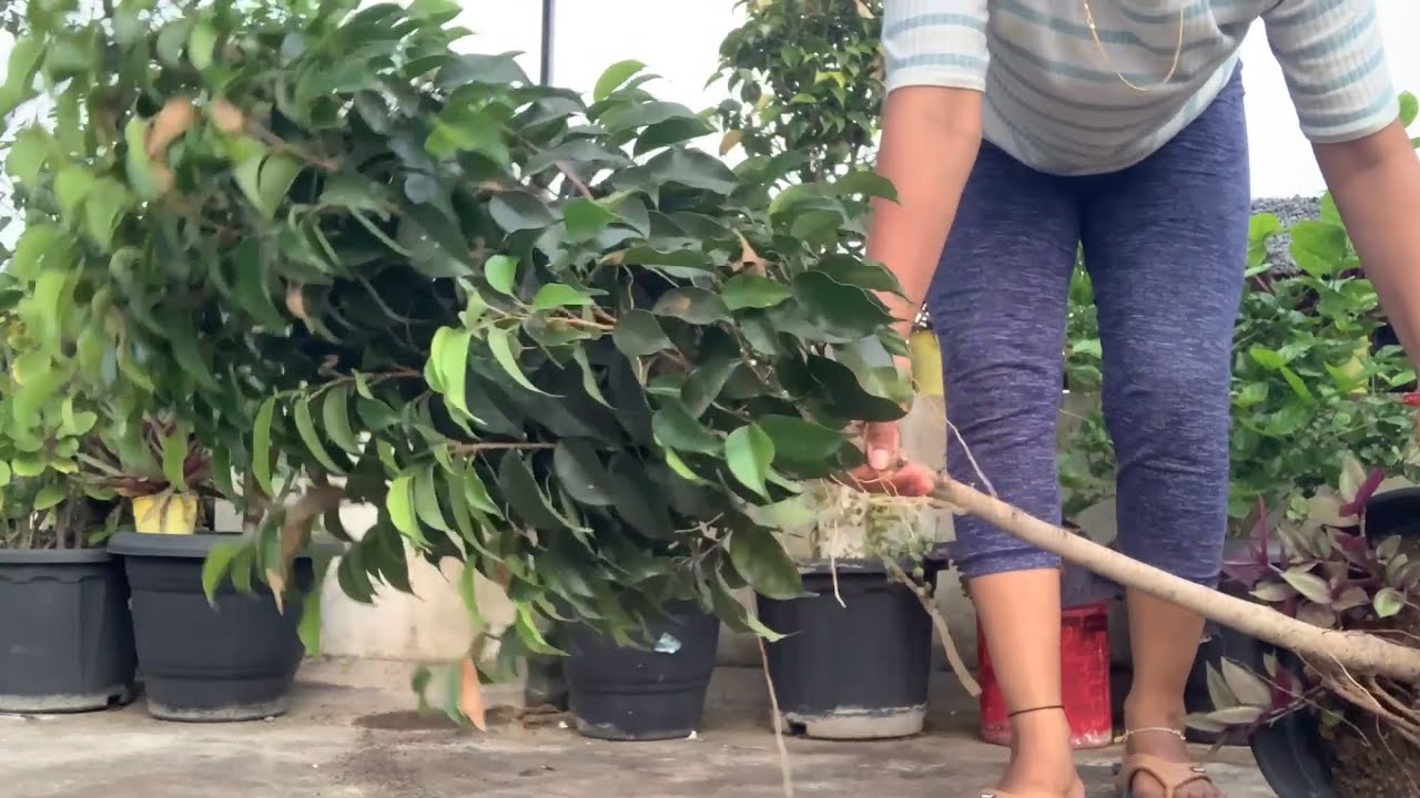 Repotting of ficus plant. - YouTube
