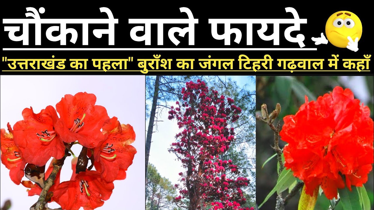 uttarakhand का पहला Buransh ka jungle तैयार बुराँसखण्डा धनोल्टी में ...