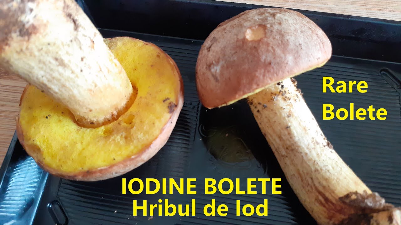 Hemileccinum Impolitum -RARE Bolete, Iodine boletus cutting and cooking ...