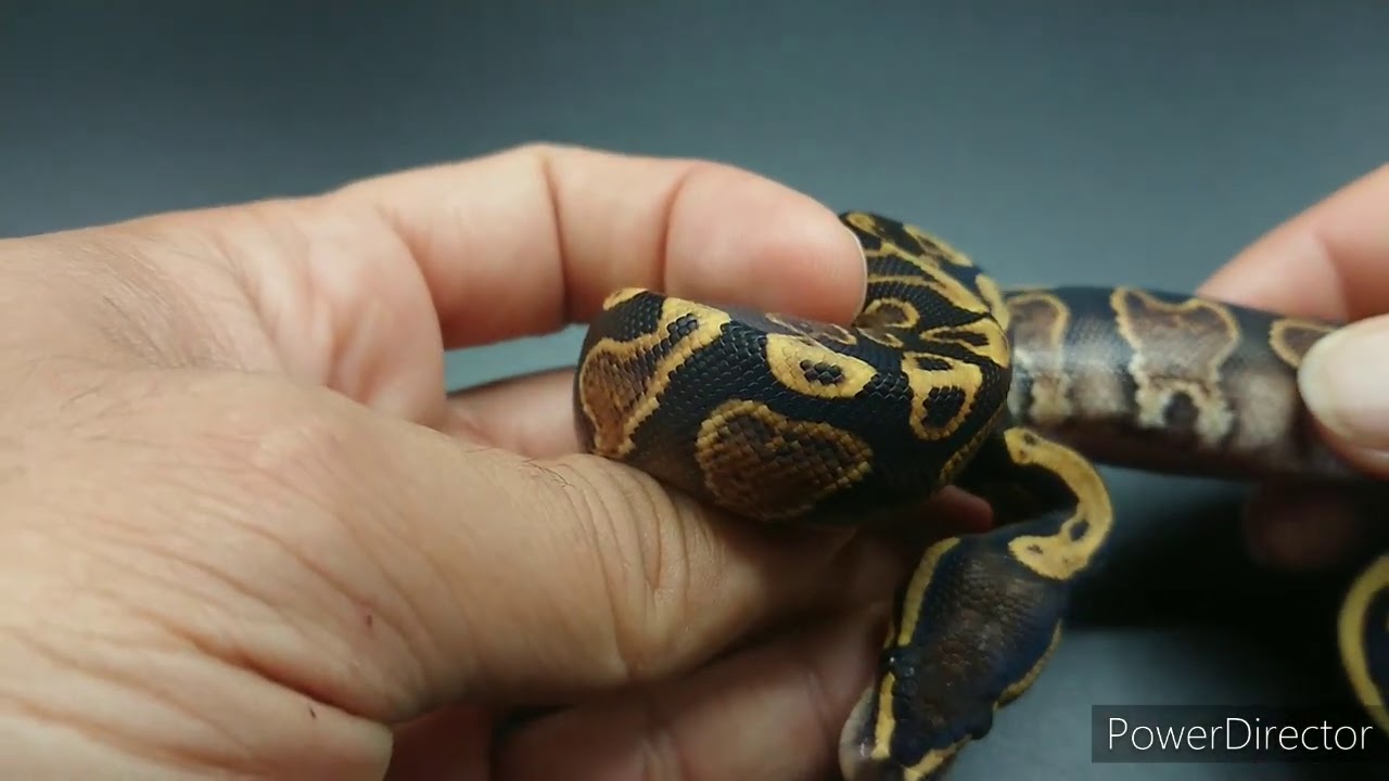 Ball python babies 2020, orange ghost and ghi stuff - YouTube