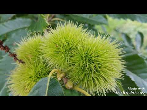 Sweet Chestnut ( Castanea Sativa ) Castan comestibil