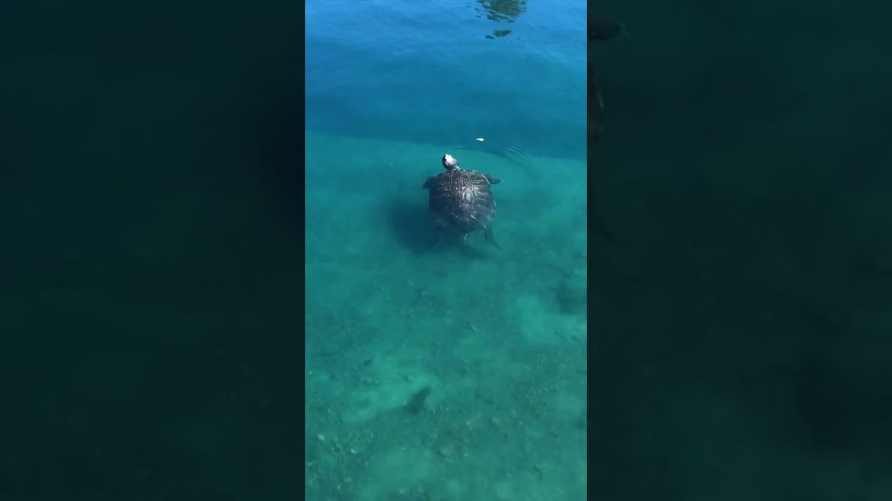 Turtle in the water chillin - YouTube