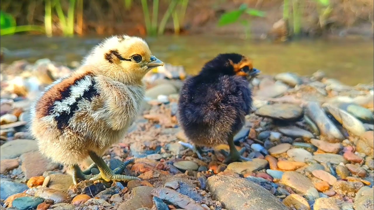 The cutest round chicken in the peaceful nature. - YouTube