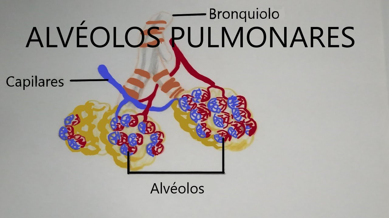 Alvéolos Pulmonares Youtube