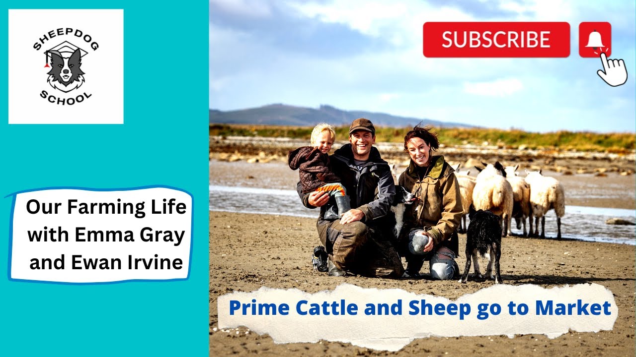 Our Farming Life - Prime cattle and Sheep. - YouTube