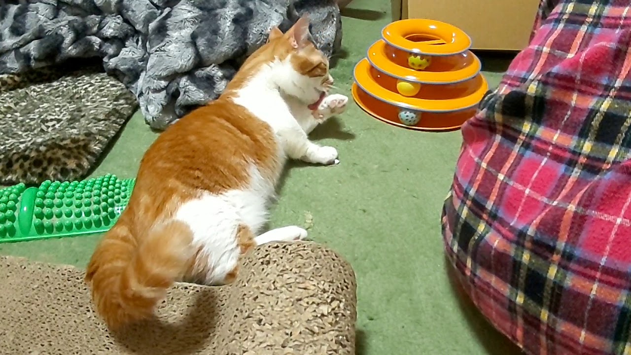 トイレ掃除中の猫さんの様子、みい太、あび、きゃっちー20190420 cat Abyssinian Munchkin Brown_tabby ...