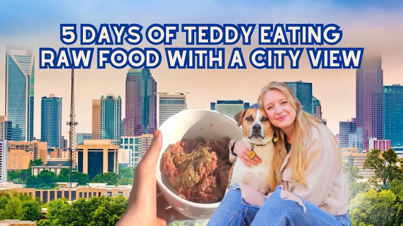 6 DAYS OF TEDDY EATING HIS RAW FOOD IN THE CITY 🏙️🥩🐶😋 #asmr #asmreating ...