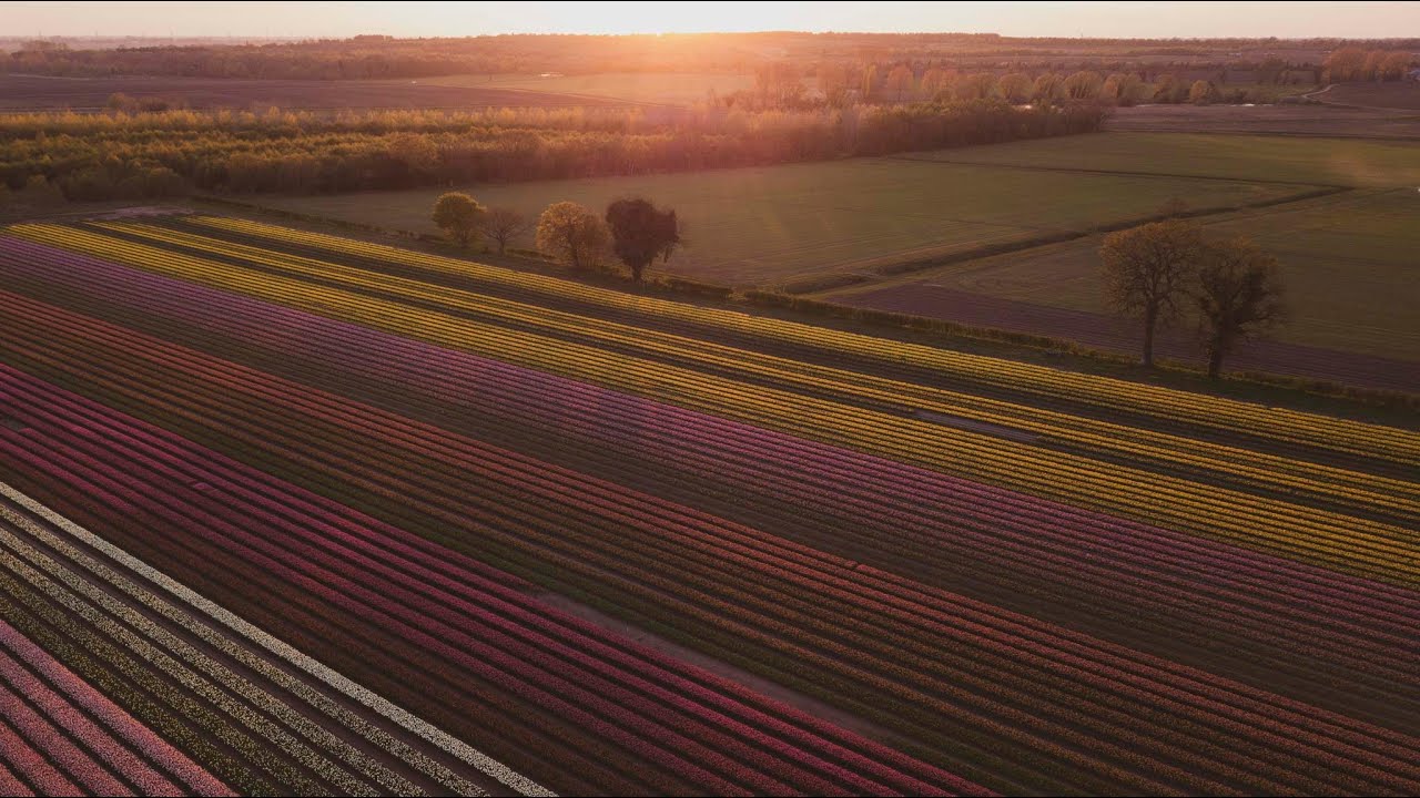 The Norfolk Tulip fields pt2 - YouTube