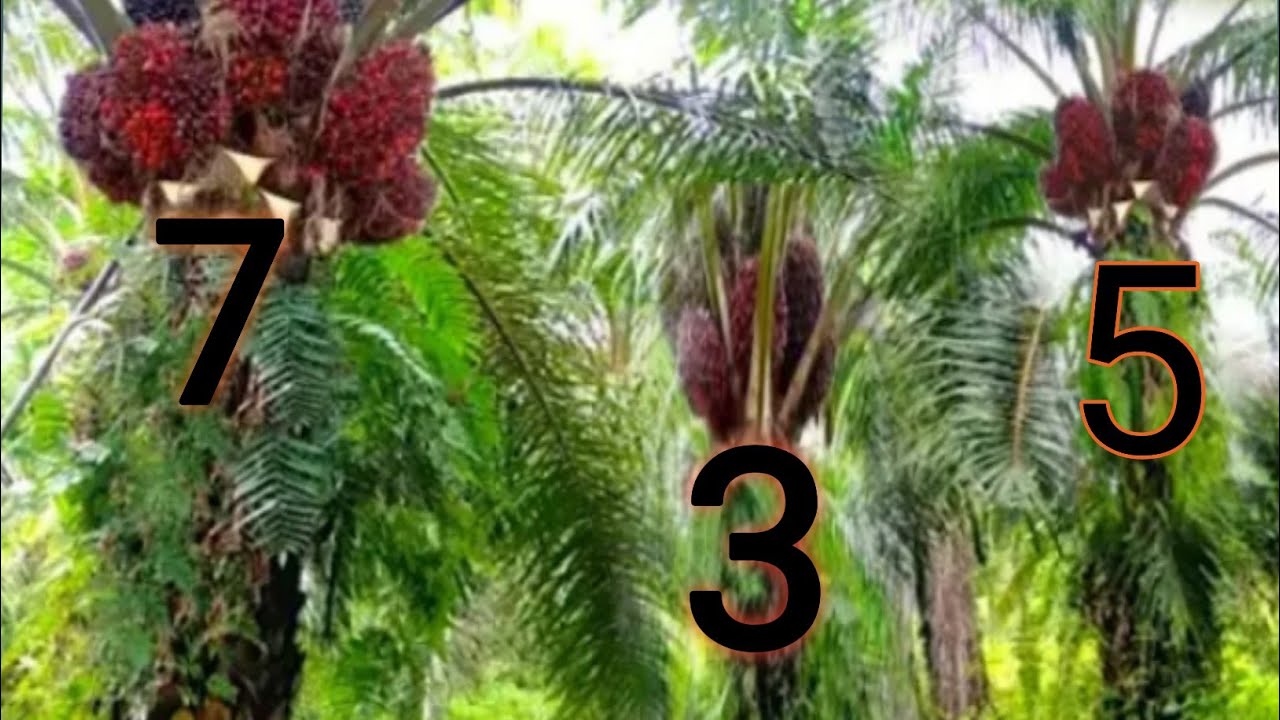 sawit Kalimantan memang mantap - YouTube