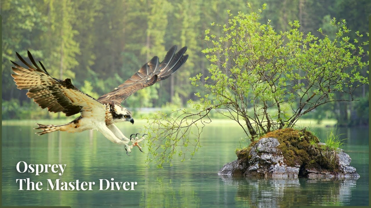 True Master Diver | Osprey | Hawk - YouTube