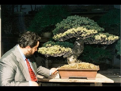 Bonsai Express 2.0 " Massimo Bandera" - YouTube