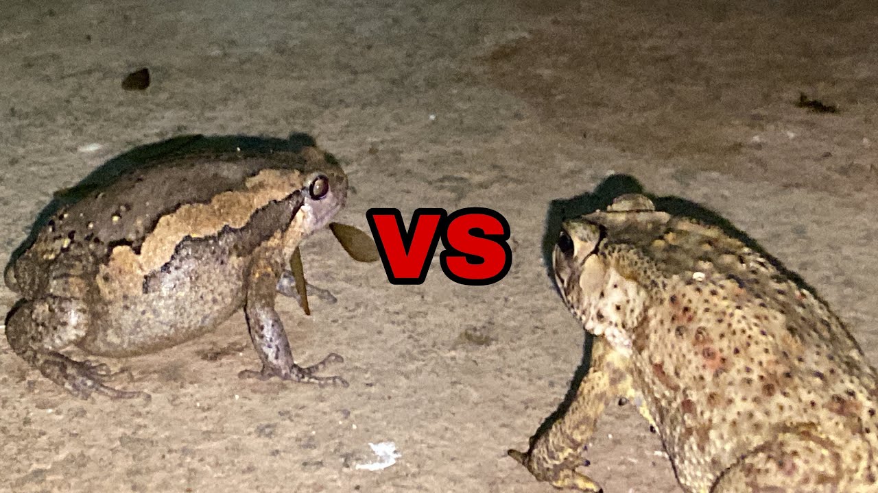 Toad and Bullfrog complete for food. - YouTube