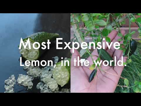 78. The World's Most Expensive Lemon Finger Limes | Lemon Caviar # ...
