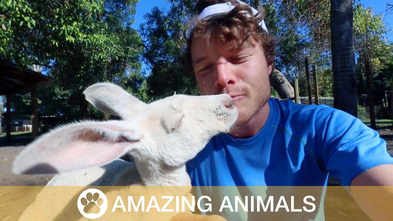 Albino Kangaroo Hugs Man - YouTube