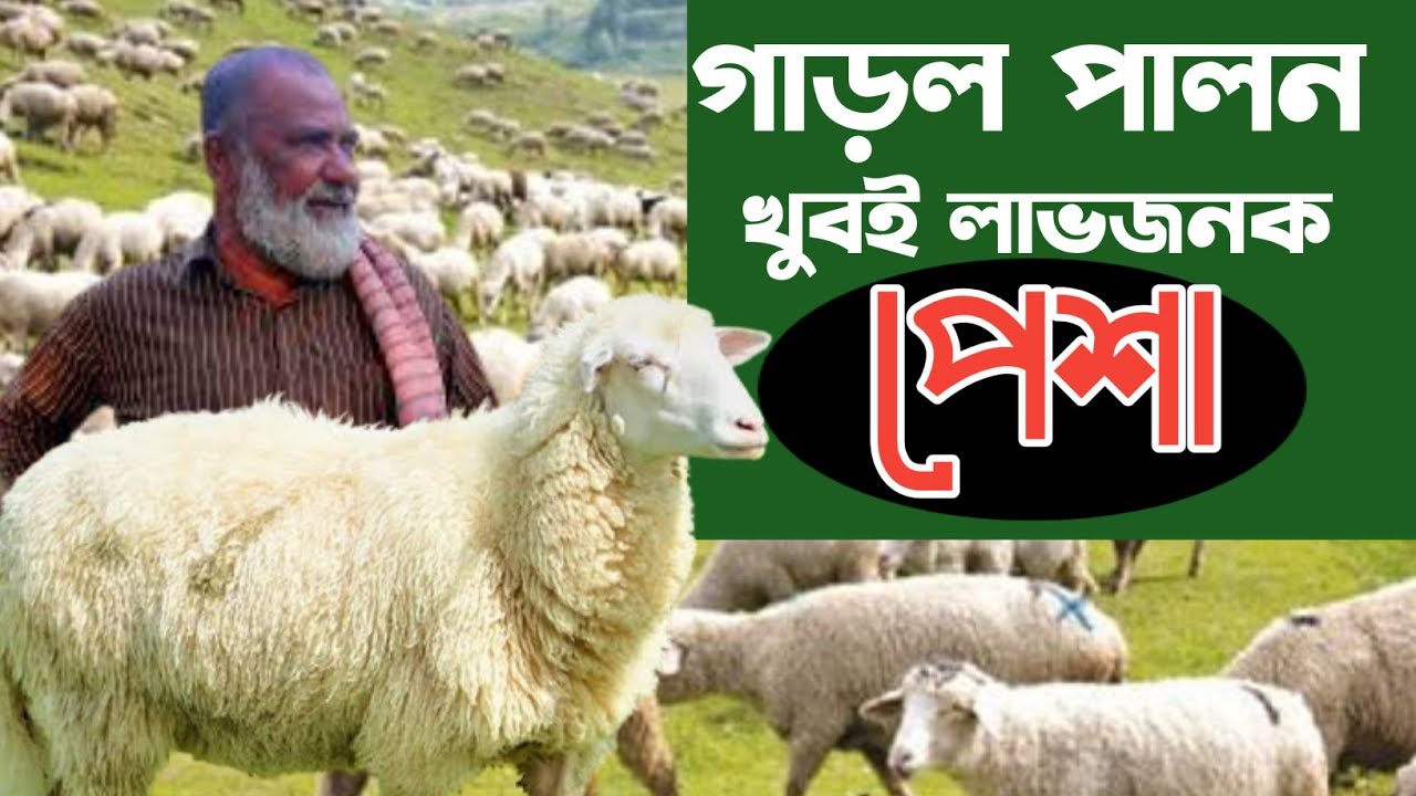 Sheep farming in Bangladesh | Sheep breeds in Bangladesh | Garol ...