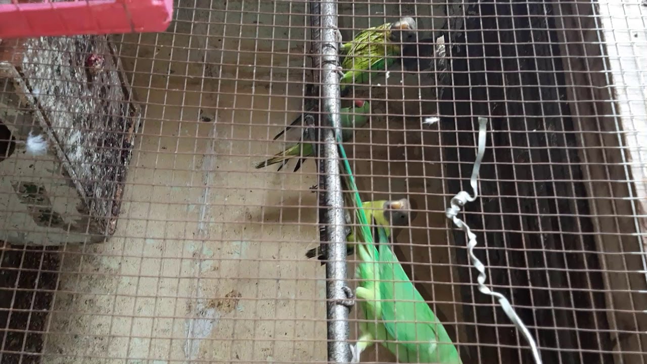 Home parrot birds - YouTube
