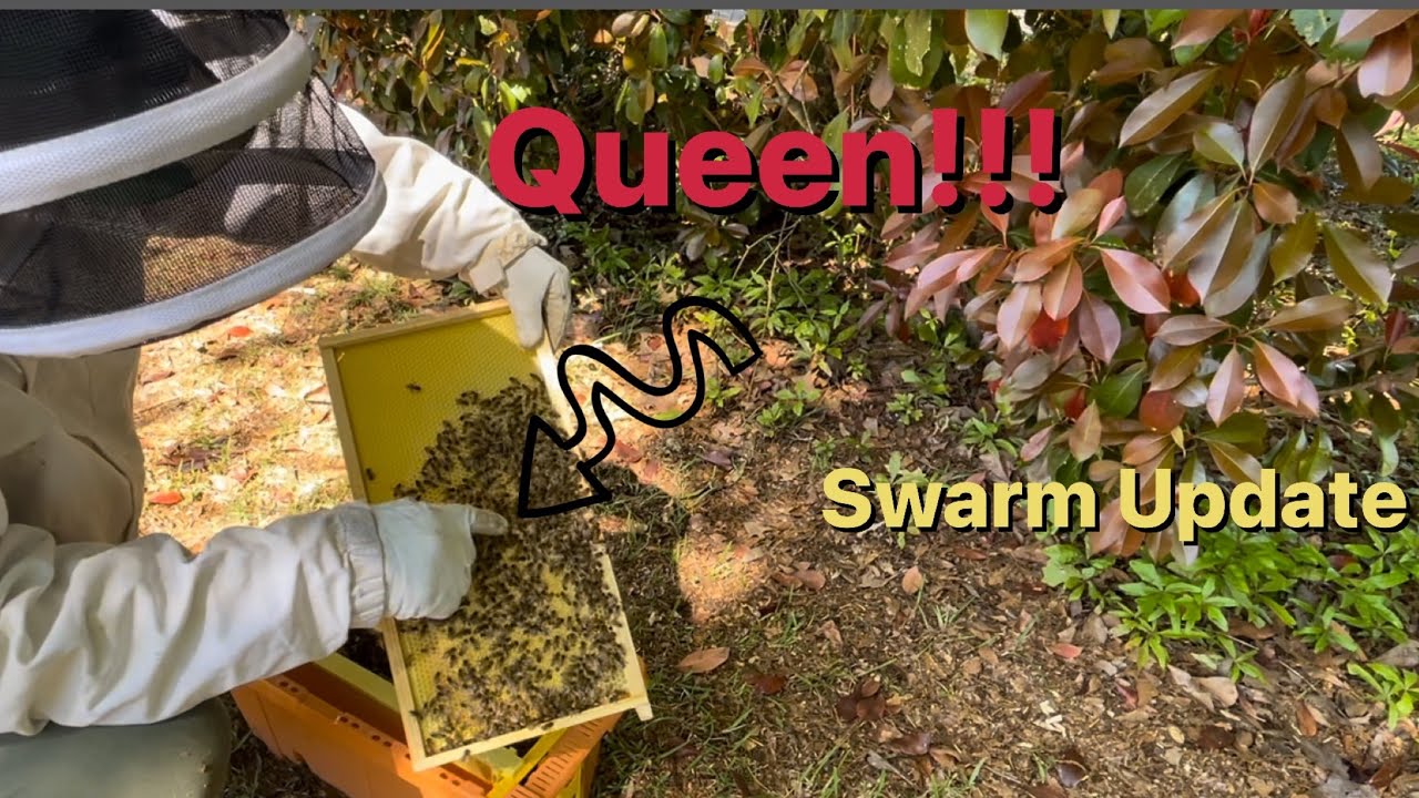 Beekeeping: Swarm/Hive Check! Time for a move to 10 frame box? # ...