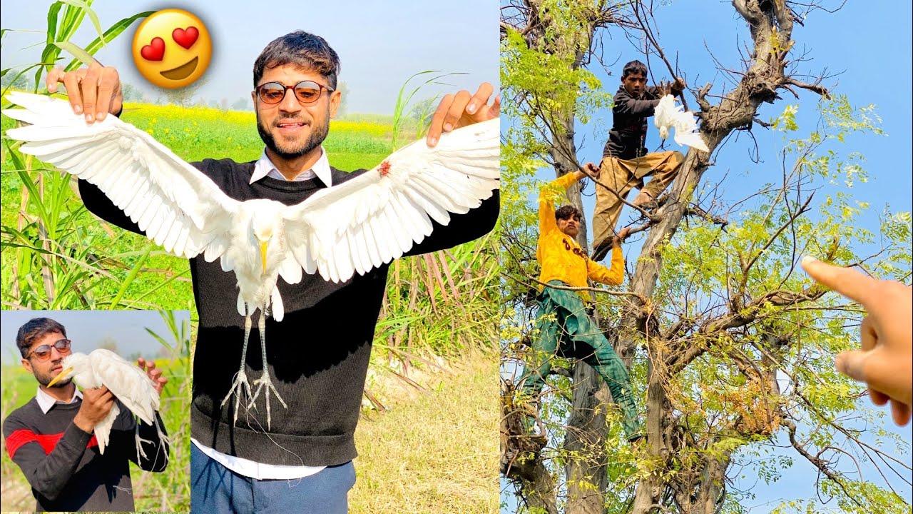 White Heron (Bagula) ko Rescue Kr Lia😍 || Easy Bagula Trap Using Net ...