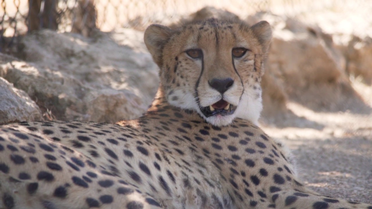 Cheetahs For Cook Children's | Fossil Rim Wildlife Center - YouTube