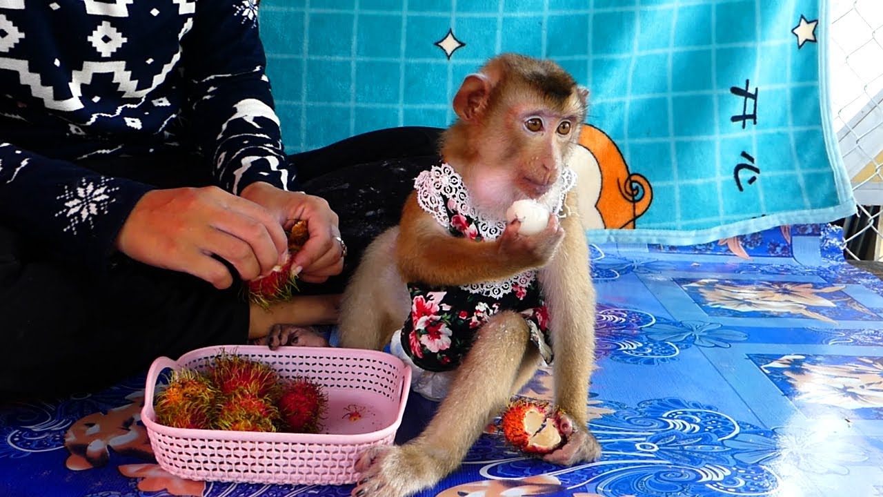 Happiness day !! Beloved monkey Ella join to eating fruit with mom ...