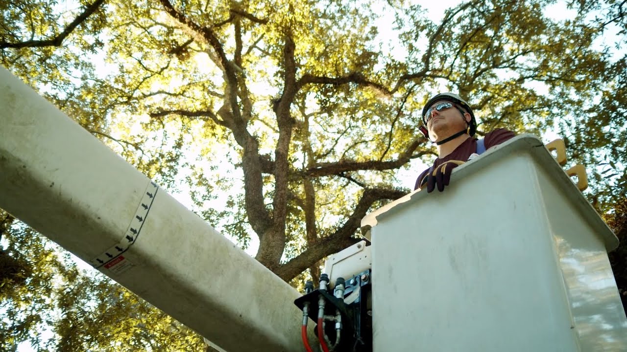 Baton Rouge Tree Company | Big Bark Tree Care - YouTube