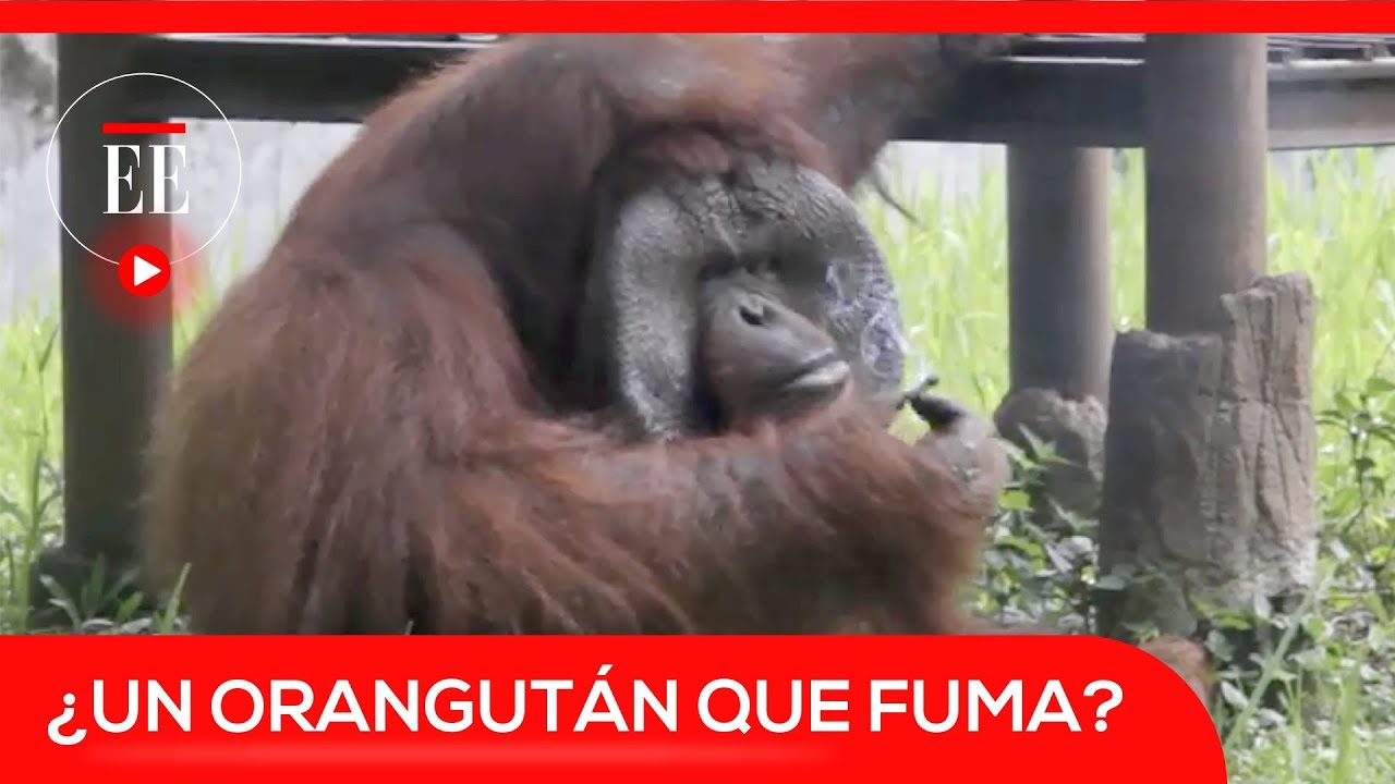 Orangután que fuma causa indignación entre los defensores de los ...