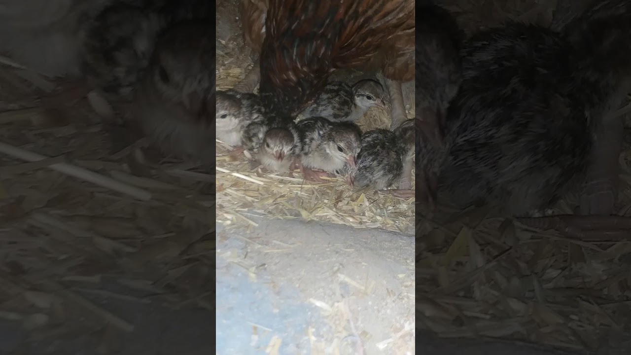 Chakor chicks hatched by hen/farmi chakor/ - YouTube